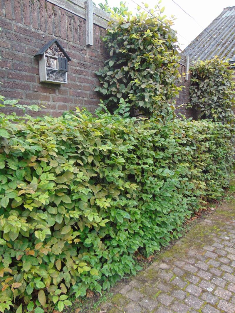 Haag Beuk Bladverliezend Groen Carpinus Betulus Voor Tuin ...