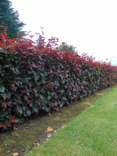 Fagus sylvatica Atropunicea (rode beuk) voor jouw Haag - Beukenhaagkwekerij